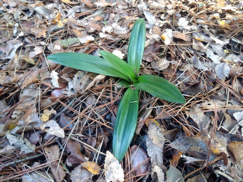 Chloraea Orchid stock image. Image of endemic, orchid - 118599569