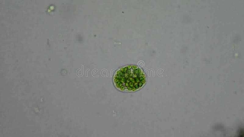 Chlorella Microscope