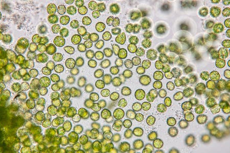Chlorella Under the Microscope in Lab. Stock Photo - Image of natural ...