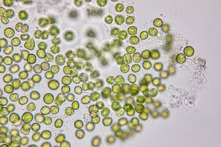 Chlorella Under the Microscope in Lab. Stock Image - Image of ...