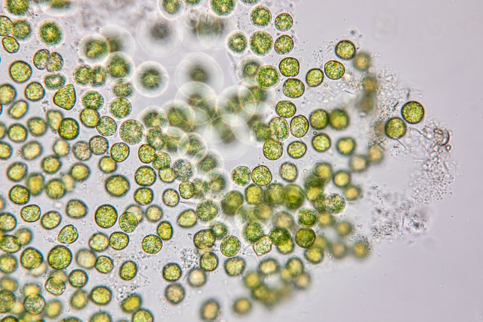 Chlorella Under the Microscope in Lab. Stock Image - Image of ...