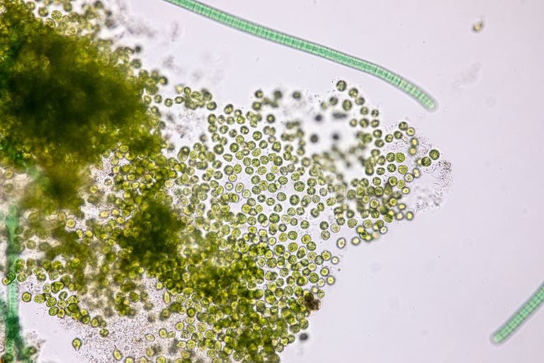 Chlorella Under the Microscope in Lab. Stock Photo - Image of bloom ...