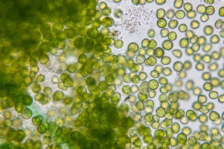 Chlorella Under the Microscope in Lab. Stock Photo - Image of medicine ...