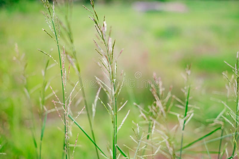 Chloris barbata stock photo. Image of nature, leaf, green - 93840886