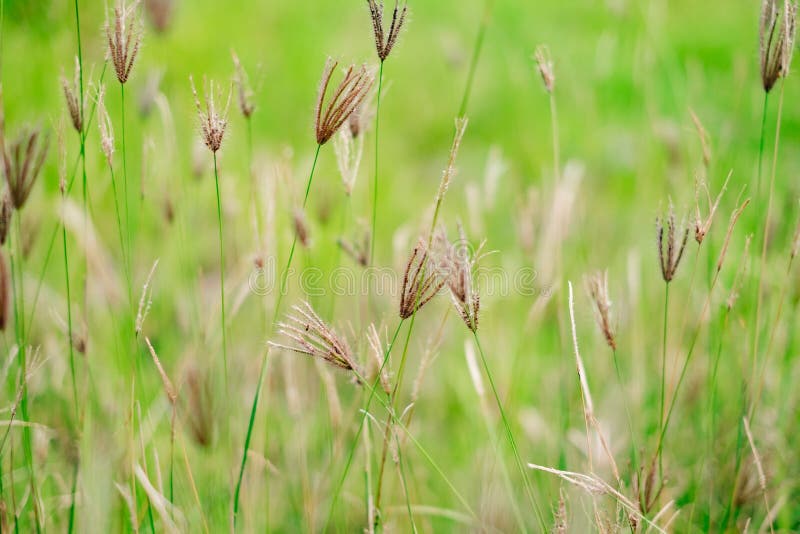 Chloris barbata stock photo. Image of summer, color, leaf - 93840942