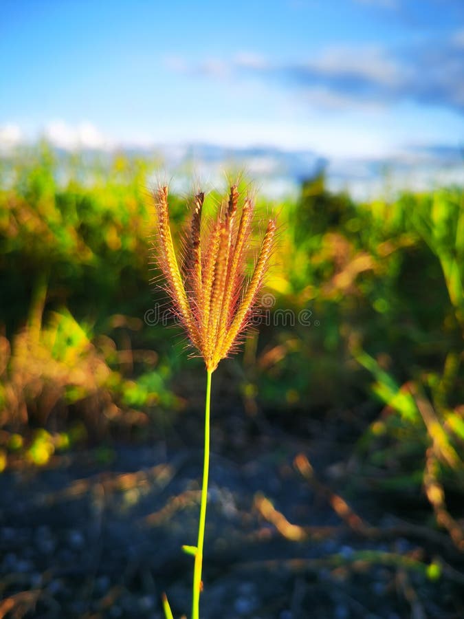 Chloris Barbata or Swollen Finger Grass Stock Photo - Image of nature ...