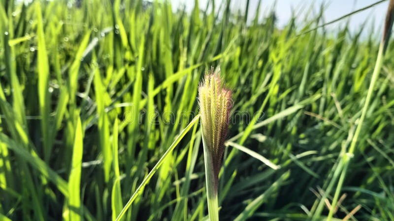 Chloris Virgata Grass Growing in the Rice Fields Stock Photo - Image of ...