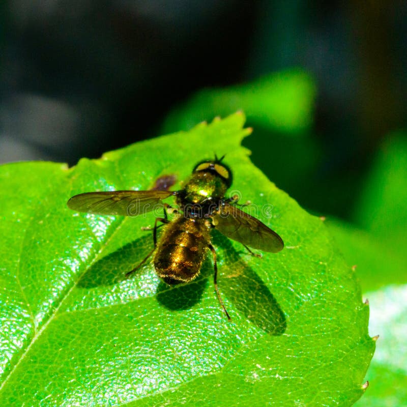 Chloromyia Formosa - Green Shiny Fly on a Background of Green Leaves ...