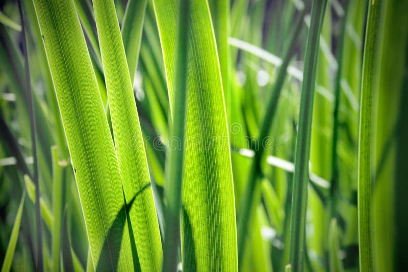 Chlorophyll stock image. Image of ornamental, organization - 2646591