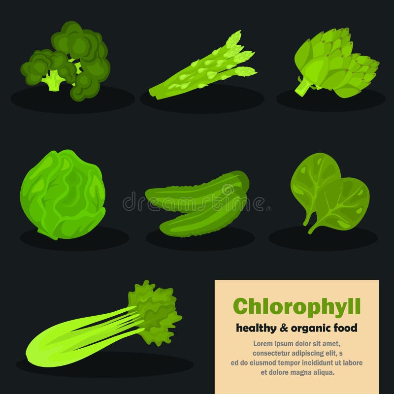 Chlorophyll Vegetables Color Icons Set for Web and Mobile Design Stock ...