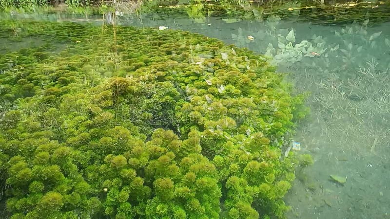 Chlorophyta stock footage. Video of seaweed, moving - 267492322