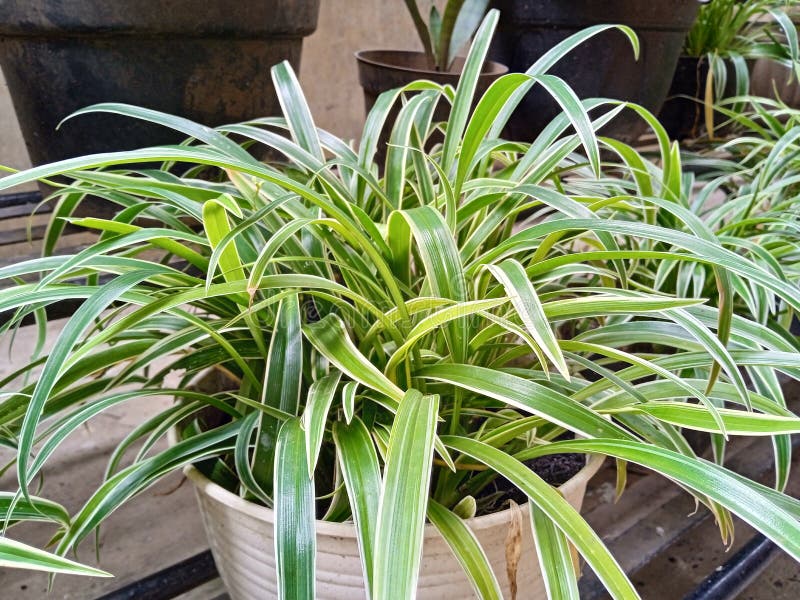 Chlorophytum comosum stock image. Image of grass, chlorophytum - 269192935