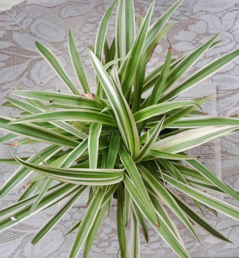 Mini Spider Plant stock photo. Image of ocean, chlorophytum - 272925100
