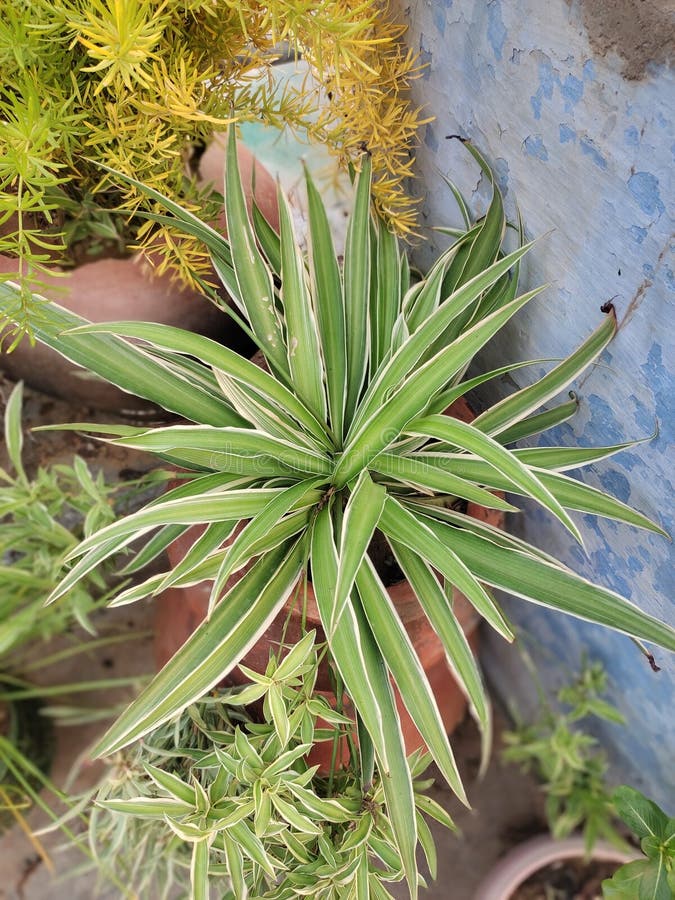 Chlorophytum Comosum. Plant Stock Image - Image of cactus, branch ...