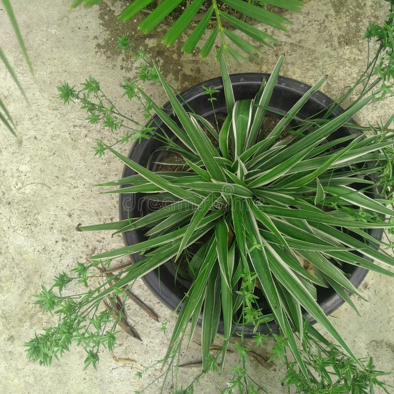 Chlorophytum Comosum, Usually Called Spider Plant or Common Spider ...