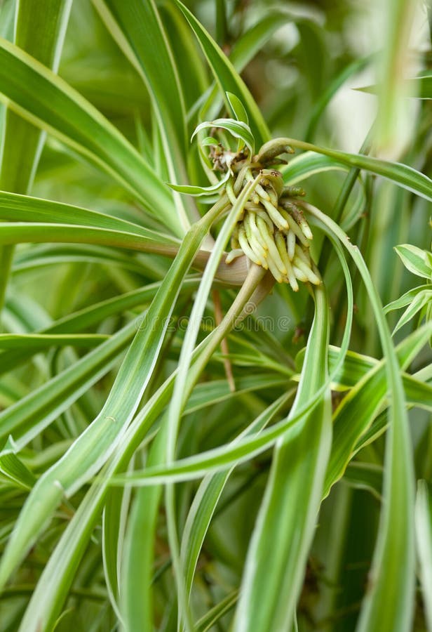 Chlorophytum Comosum Variegatum Stock Photo - Image of life, bundle ...