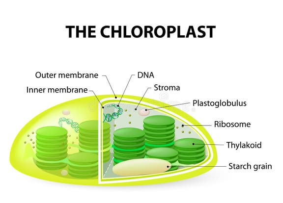 Chloroplast Stock Illustrations – 976 Chloroplast Stock Illustrations ...
