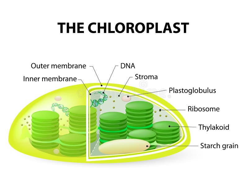 Chloroplaste illustration de vecteur. Illustration du bioxyde - 60618399