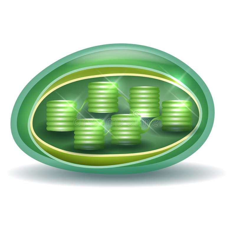 Structure De Chloroplaste Avec Des Titres Illustration de Vecteur ...