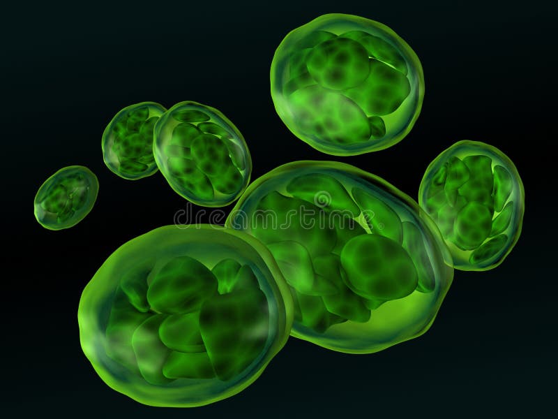 Chloroplasts Isolated On Black Stock Illustration - Illustration of ...