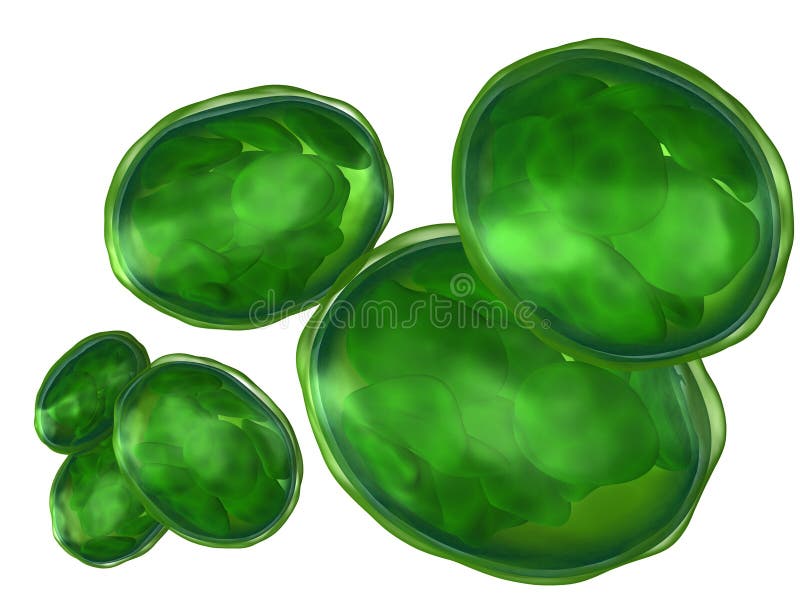 Chloroplasts Isolated on White Stock Illustration - Illustration of ...