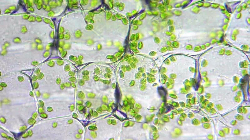 Chloroplasty w komórkach zdjęcie wideo. Video złożonej z biotechnologia ...