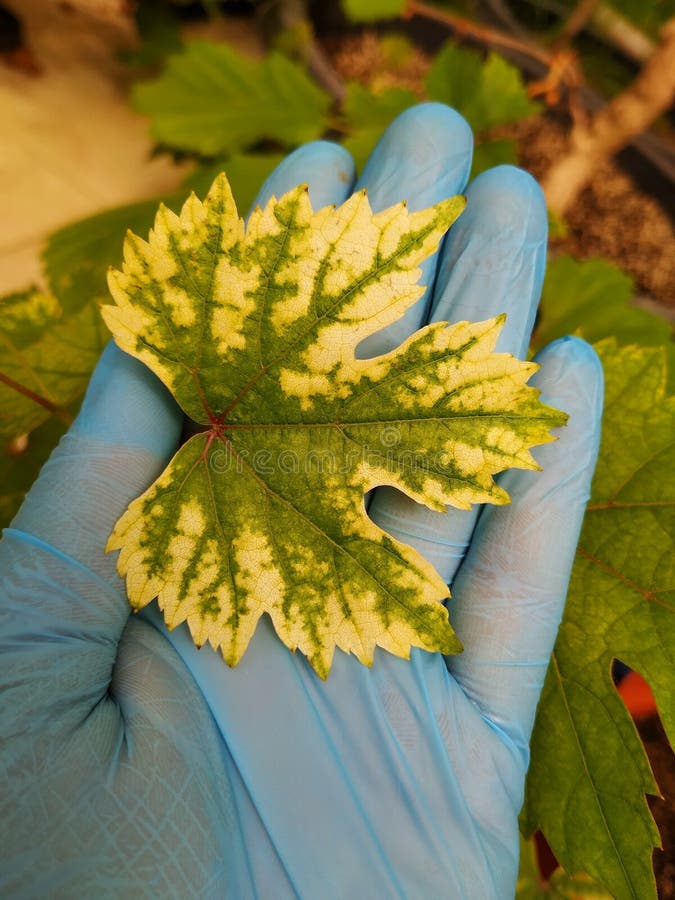 Chlorosis Leaf in Scientist S Hand. Stock Image - Image of chlorosis ...