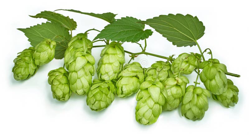 Chmiel obraz stock. Obraz złożonej z botanika, przyrost - 27048451