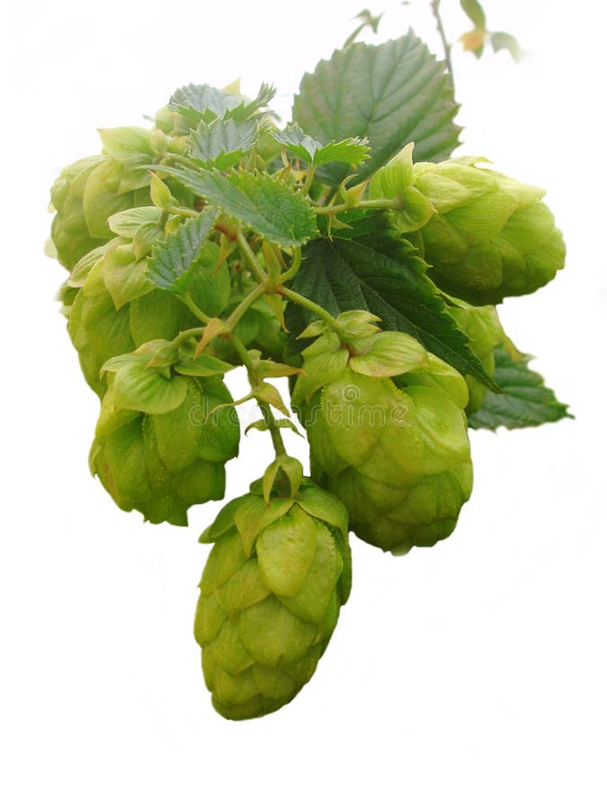 Plantacji chmielu zdjęcie stock. Obraz złożonej z plantacja - 2022068