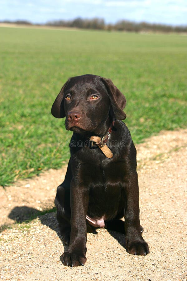 Choc Lab in the Countryside Stock Image - Image of liver, hound: 4525383
