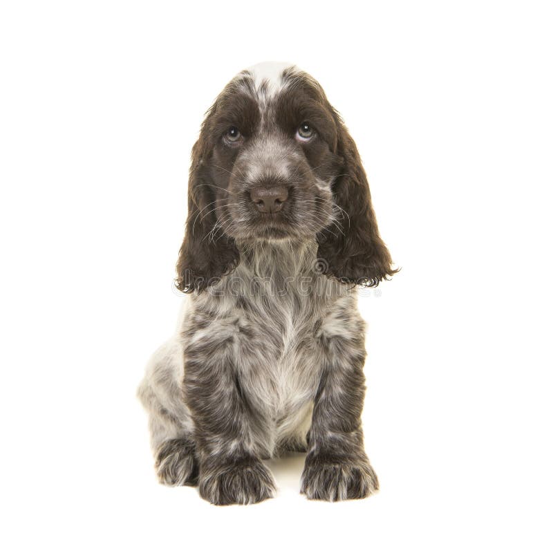 Chiot De Cocker De Chocolat Photo stock - Image du mignon, adorable ...