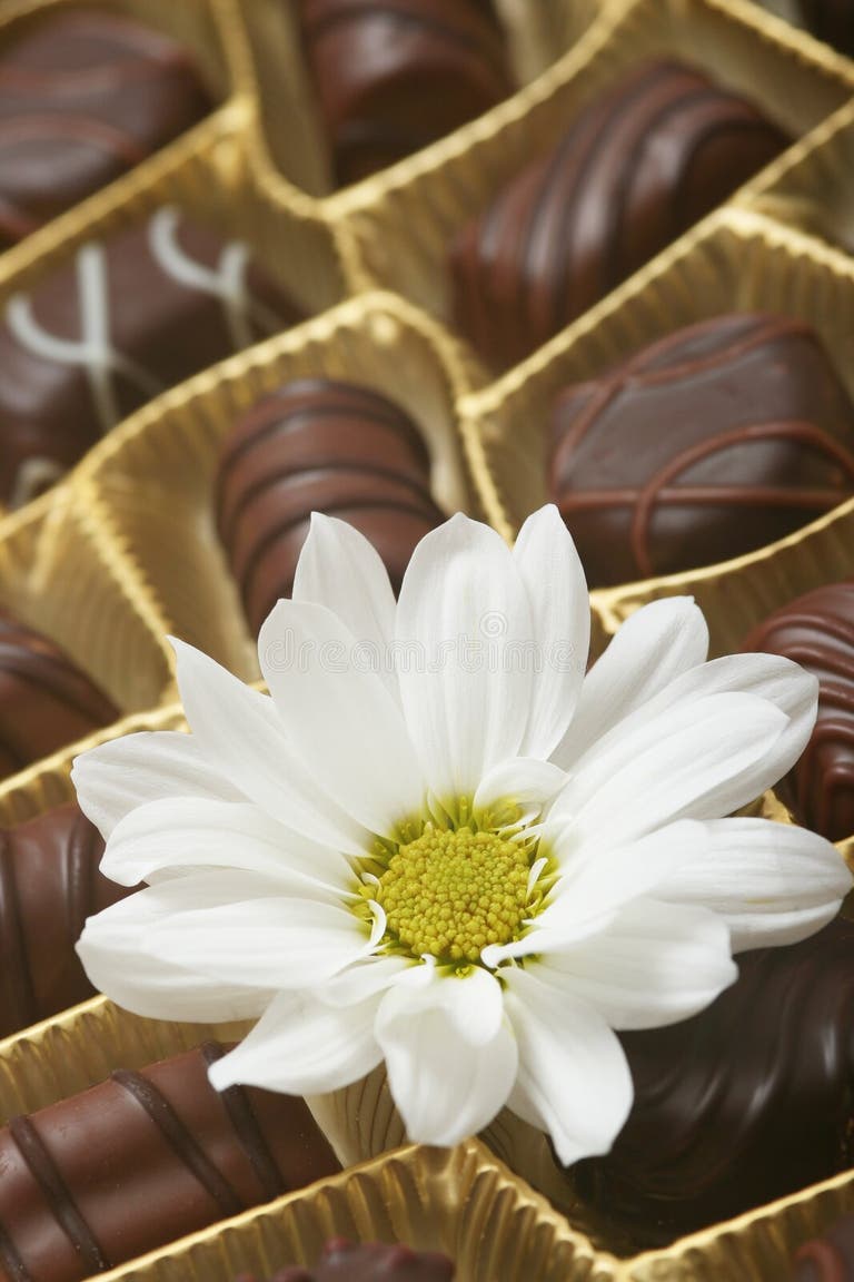 1,003 Chocolate Daisy Flower Stock Photos - Free & Royalty-Free Stock ...