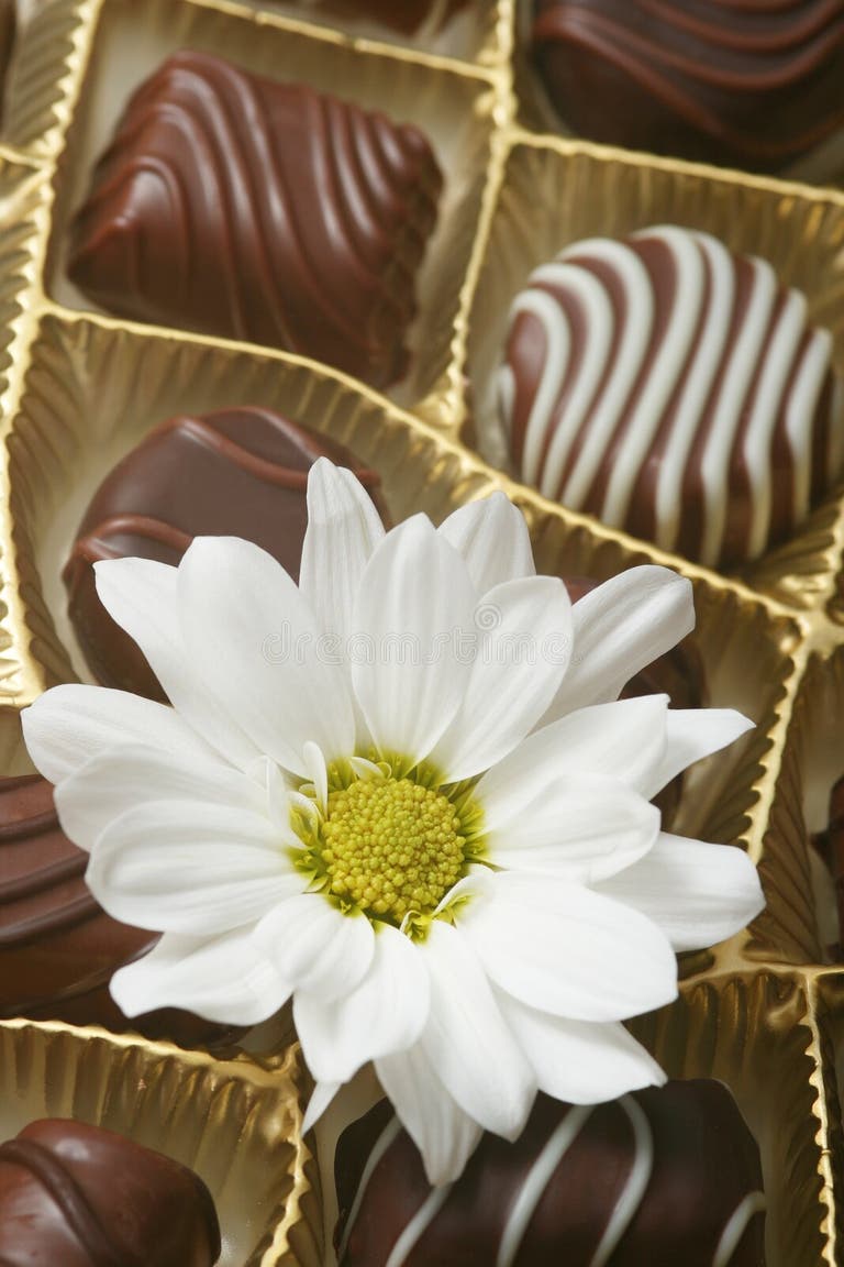 1,589 Chocolate Daisy Stock Photos - Free & Royalty-Free Stock Photos ...