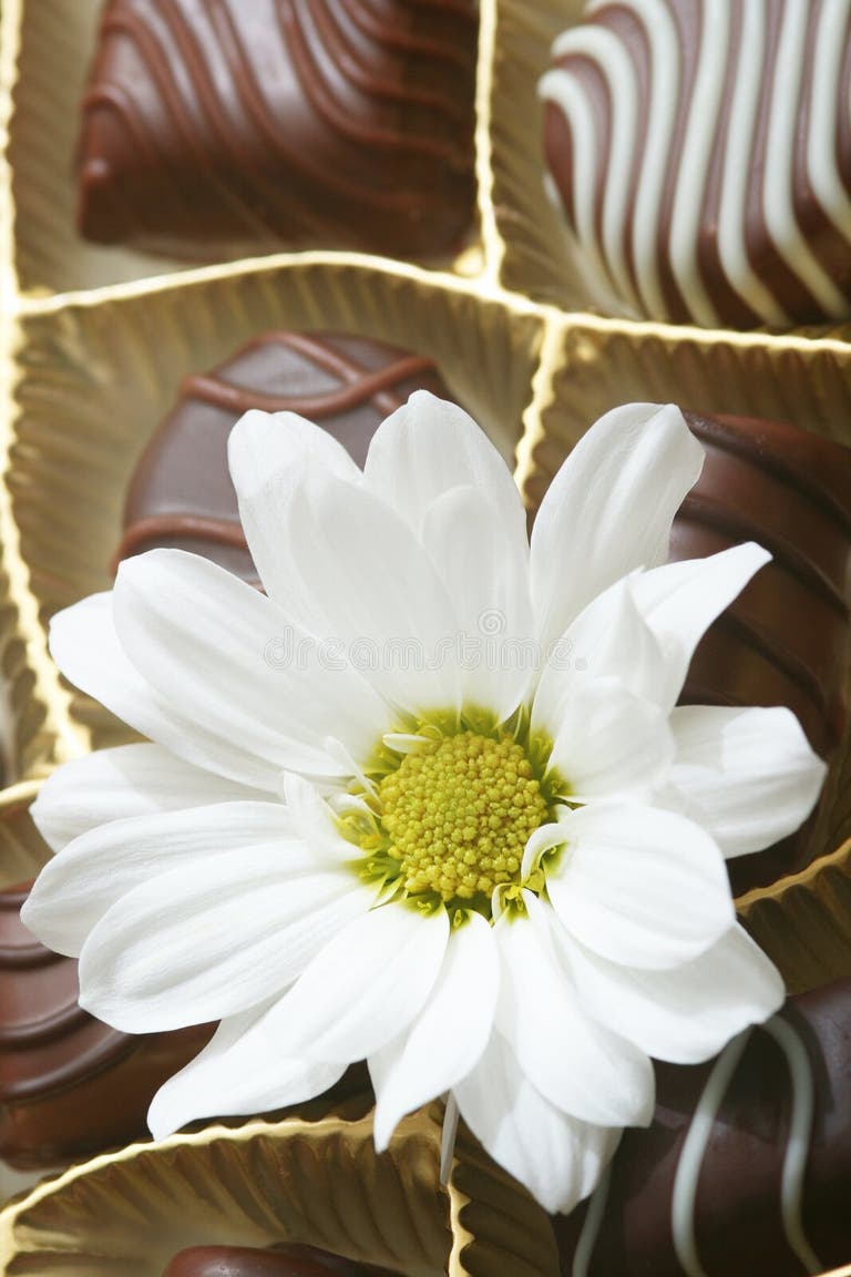 1,247 Chocolate Daisy Flower Stock Photos - Free & Royalty-Free Stock ...