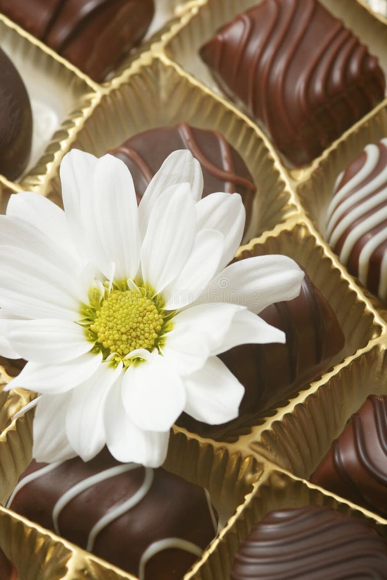 1,003 Chocolate Daisy Flower Stock Photos - Free & Royalty-Free Stock ...