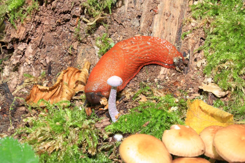 Chocolate Arion or Red Slug Stock Photo - Image of garden, animal: 90213402
