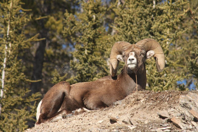 Chocolate bighorn ram stock image. Image of curl, ledge - 130344891