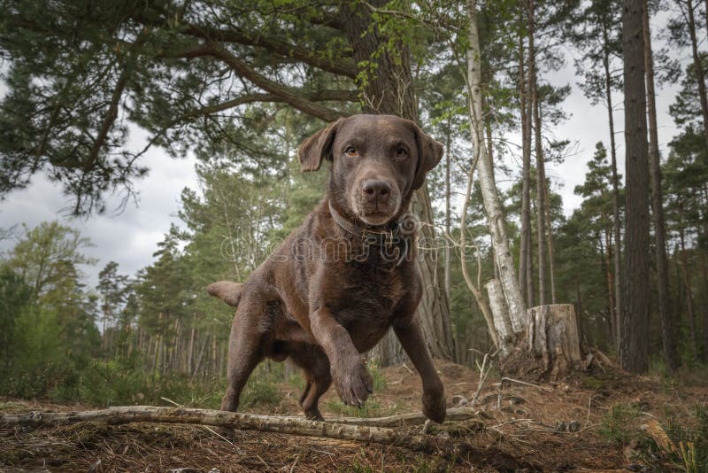 Chocolate Brown Labrador Running in a Forest Stock Image - Image of ...