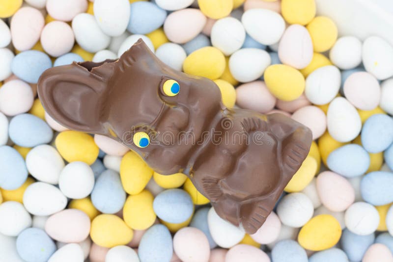 Chocolate Bunny Laying on Candy Eggs Stock Photo - Image of easter ...