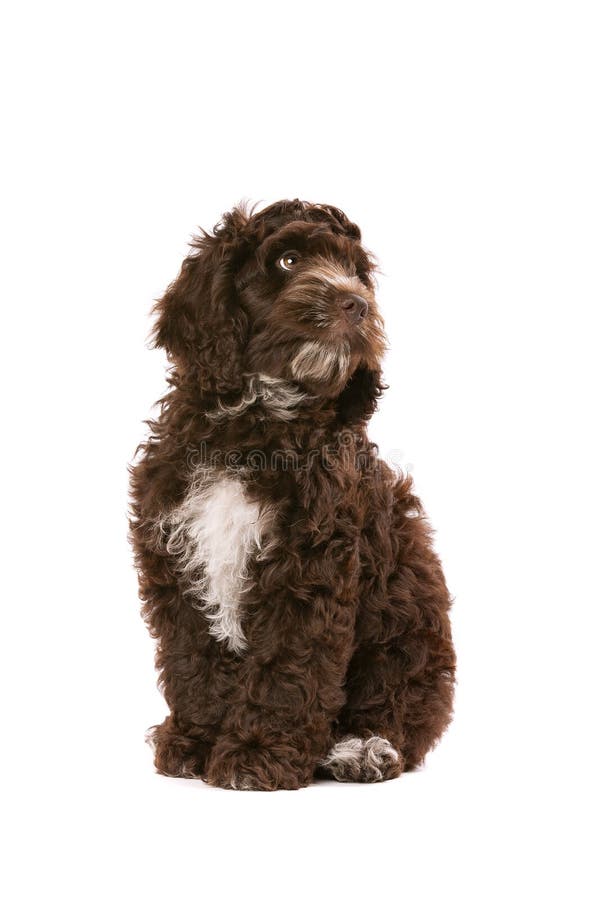 428 Adorable Cockapoo Photos - Free & Royalty-Free Stock Photos from ...