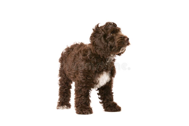 250 Cockapoo White Background Stock Photos - Free & Royalty-Free Stock ...