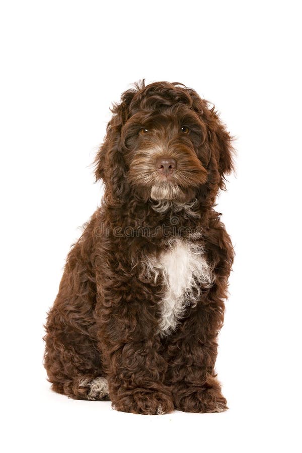 111 Puppy Cockapoo Isolated White Stock Photos - Free & Royalty-Free ...