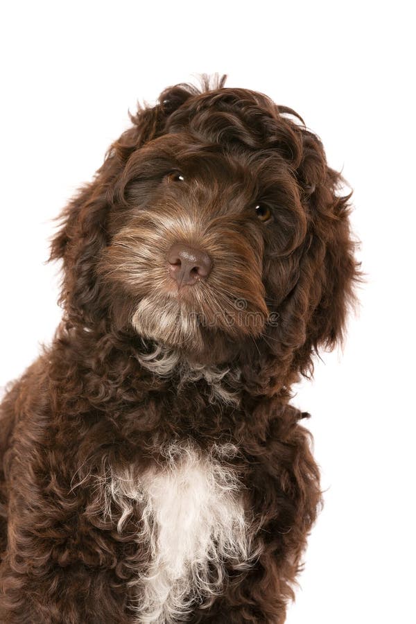 250 Cockapoo White Background Stock Photos - Free & Royalty-Free Stock ...