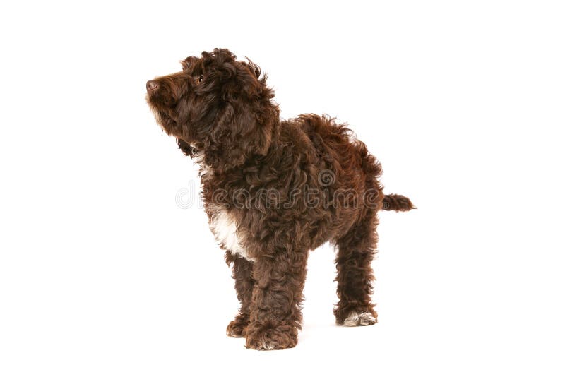 200 Cockapoo White Background Photos - Free & Royalty-Free Stock Photos ...