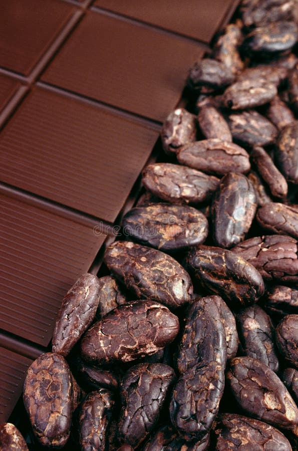 Chocolate and cocoa beans stock photo. Image of bean, deliciously - 7980632