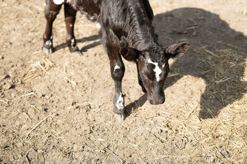 Chocolate-colored Calf with White Spots. View from Above Stock Photo ...