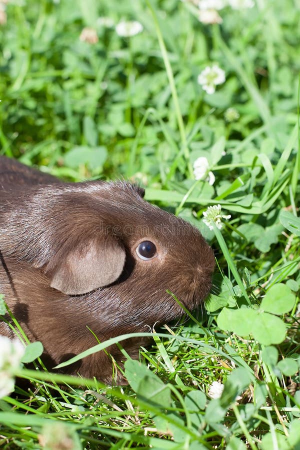 A Chocolate-colored Guinea Pig Eats Grass in a Clearing on a Summer Day ...