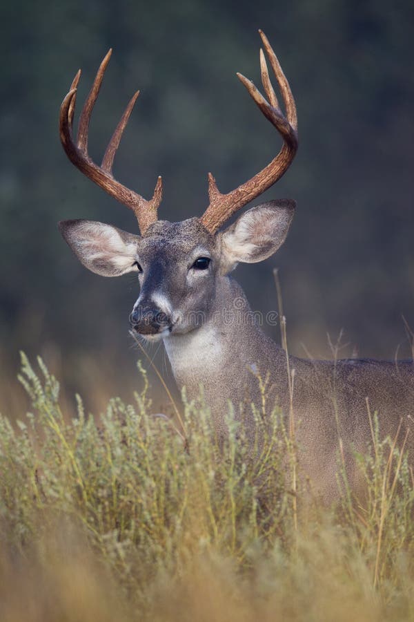 Chocolate Colored Rack on Whitetail Buck Stock Image - Image of tine ...