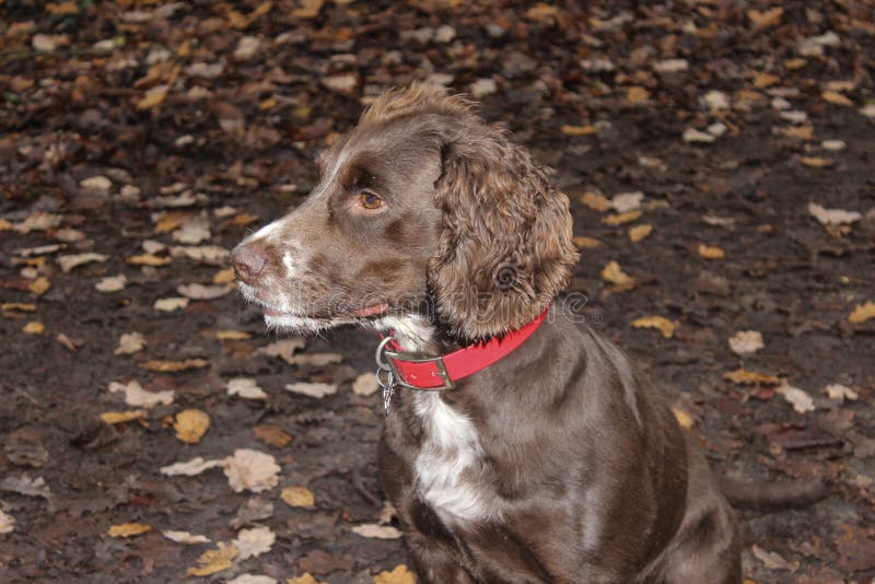 Chocolate Coloured Working Cocker Spaniel Stock Photo - Image of white ...