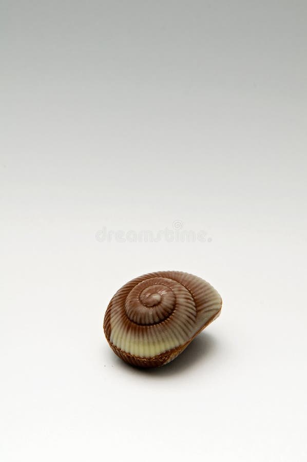 Chocolate Conch Stock Photos - Free & Royalty-Free Stock Photos from ...